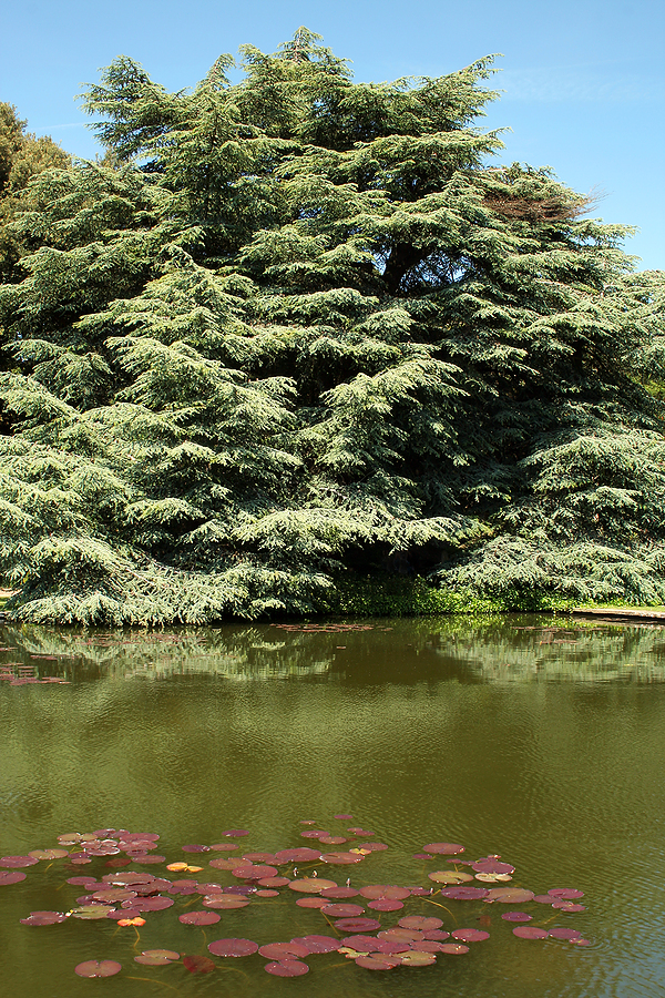 The Story of How the Cedar Tree Became a Gift from the Creator