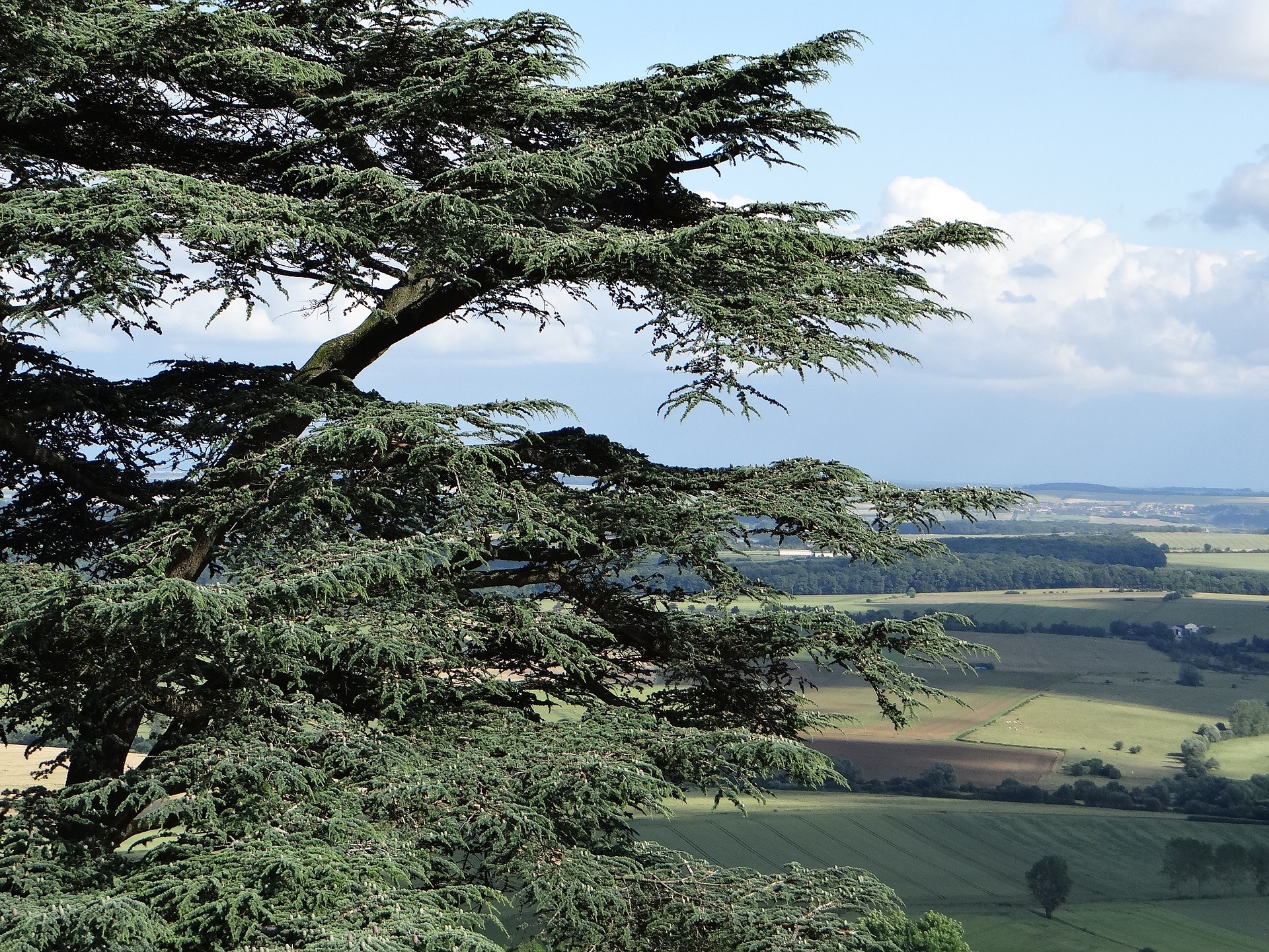 More Blessings from the Cedar Tree